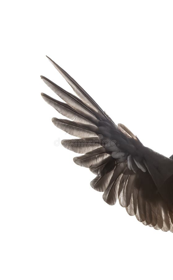 Bird Wings Side View