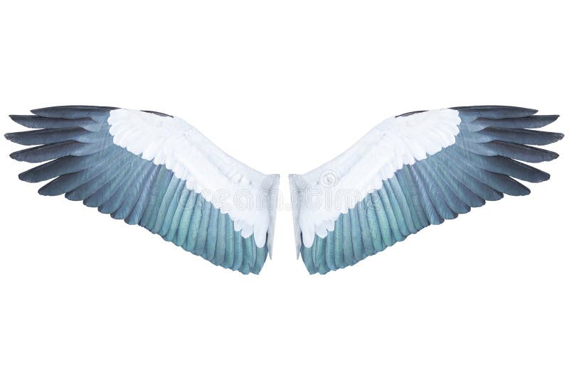 Bird Wings Spread Back