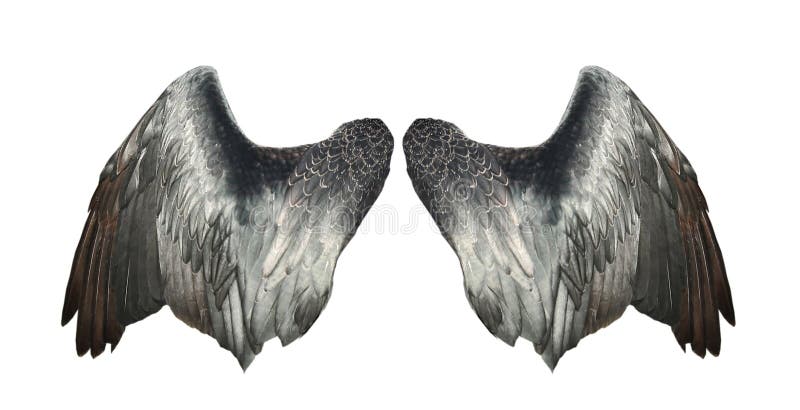 Bird wings isolated stock image. Image of design, faith - 276798629