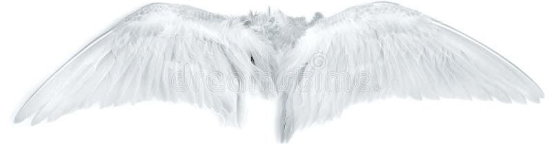 Bird or Angel Feather Wings Isolated Stock Photo - Image of feathered ...