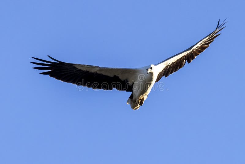 Bird Wings Wide Open Flying in the Blue Sky Stock Photo - Image of ...