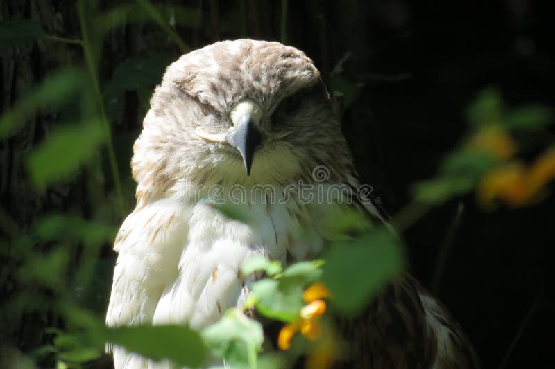 Bird wink stock photo. Image of forest, regard, outside - 58832354