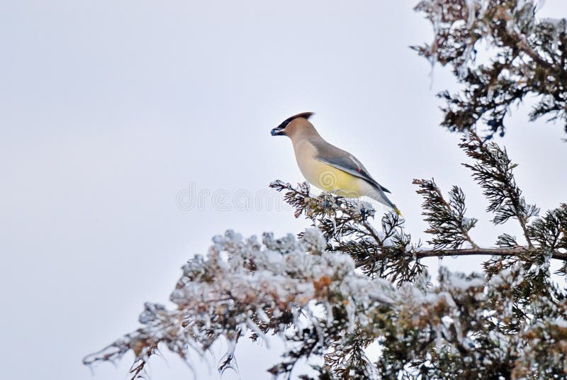 Bird in Winter stock photo. Image of wildlife, bombycilla - 10603550