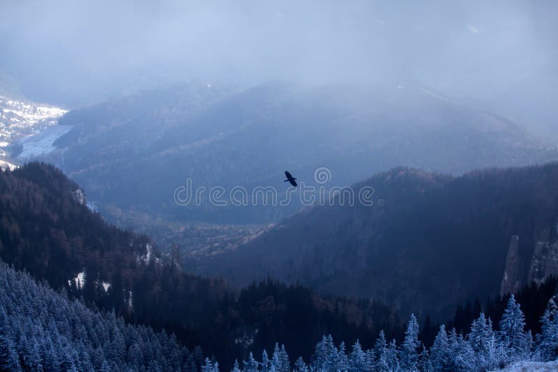Bird in winter stock image. Image of rock, alps, mist - 134412163