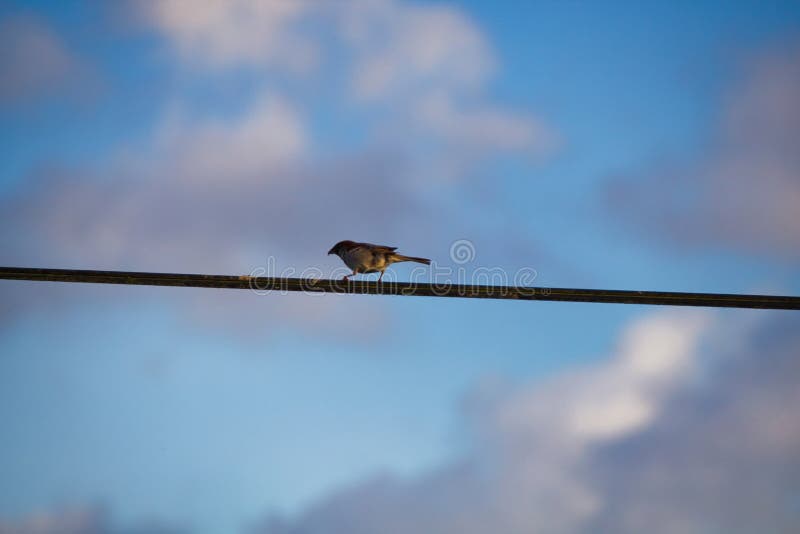 Bird on a wire stock photo. Image of wire, perched, electric - 228042994