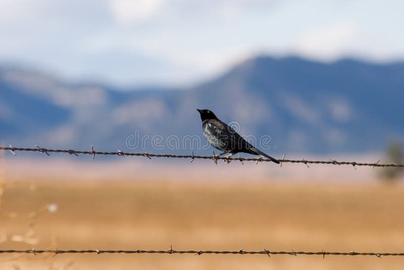 Bird on a wire stock photo. Image of fence, beak, barb - 330216