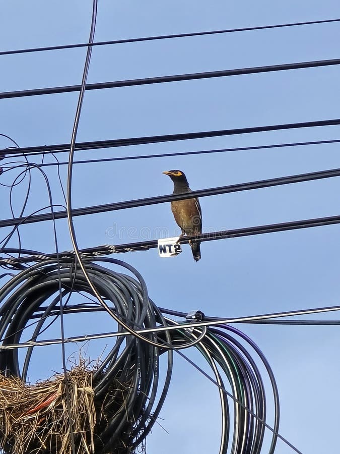Bird on the wire stock photo. Image of feather, starling - 332714442
