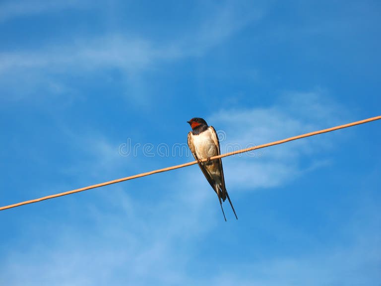 Bird on wire stock photo. Image of lines, cables, single - 3464216