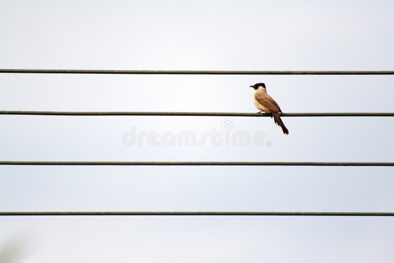 Bird stock photo. Image of wire, lead, telephone, conductor - 3229148