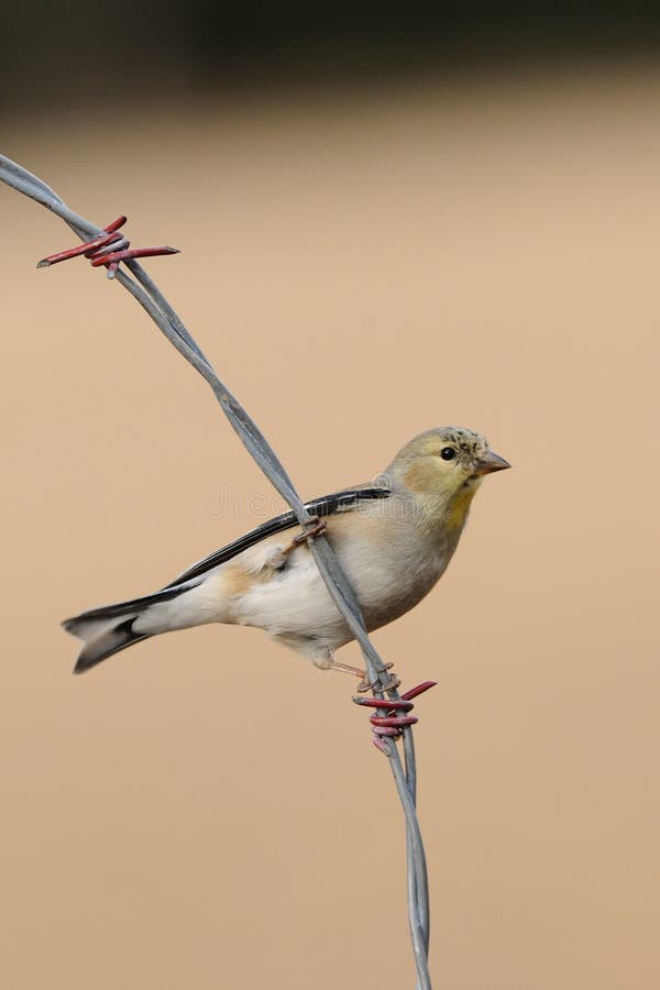 Bird on a wire stock image. Image of sisken, wren, field - 8232579