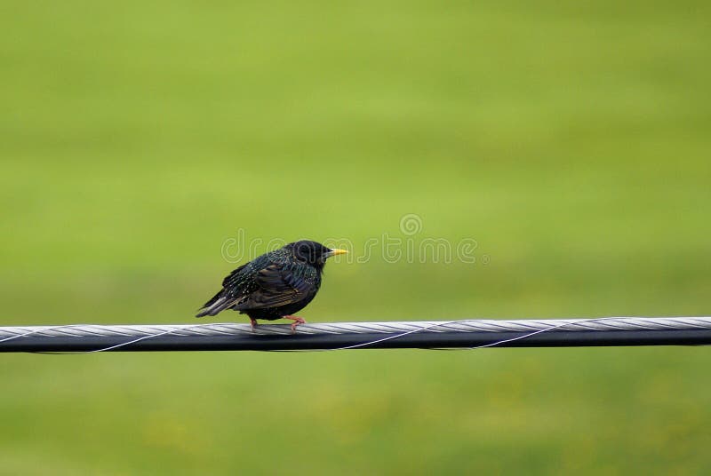 Bird on wire stock photo. Image of background, cute, wire - 8352238