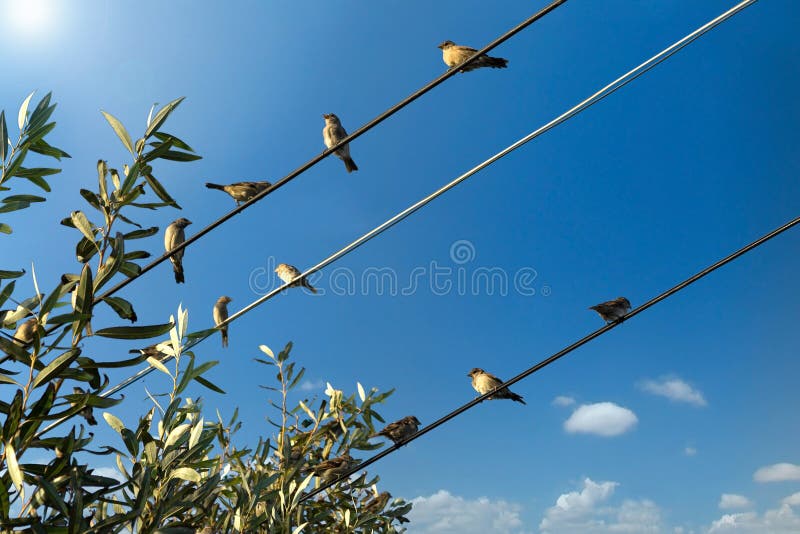 Bird on a Wire stock photo. Image of architecture, dirty - 9200724