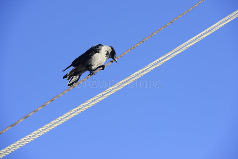 Bird on a Wire stock image. Image of outdoors, wire, nature - 61711541