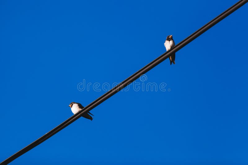 Bird on a Wire stock image. Image of blue, beautiful - 51987683