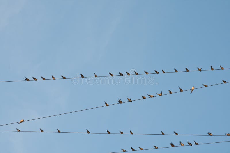Bird on a wire cable stock photo. Image of background - 23104048