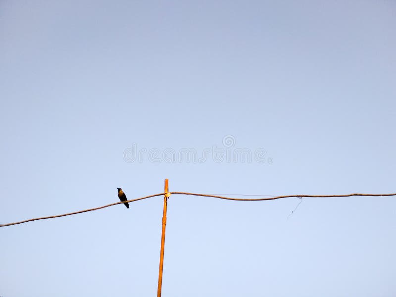 Bird on wire stock photo. Image of crow, sitting, clear - 106548516