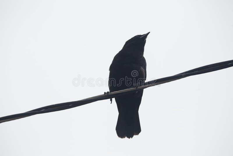 Crow Sitting Power Line Photos - Free & Royalty-Free Stock Photos from ...