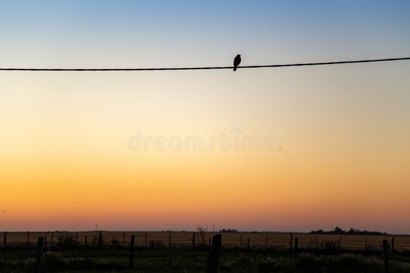 Bird on Wire in Field at Sunset Stock Photo - Image of wings, avian ...