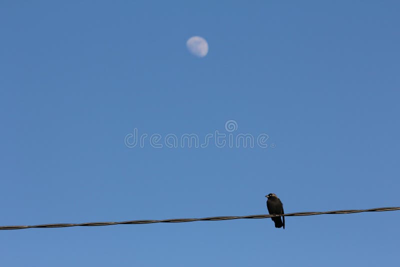 Bird on Wire with Moon stock photo. Image of blue, beauty - 43747252