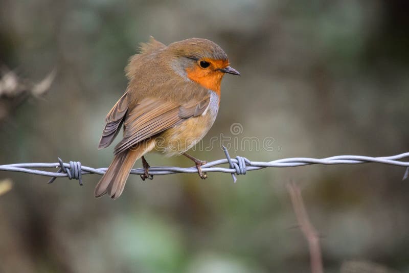 Bird on a wire stock image. Image of wildlife, security - 101164241