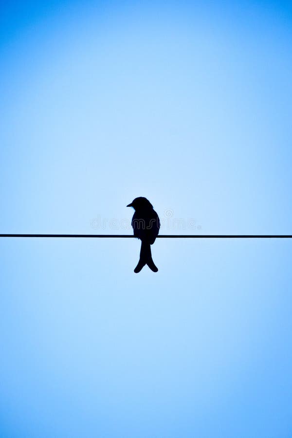 Bird on wire silhouette stock photo. Image of sitting - 270333584