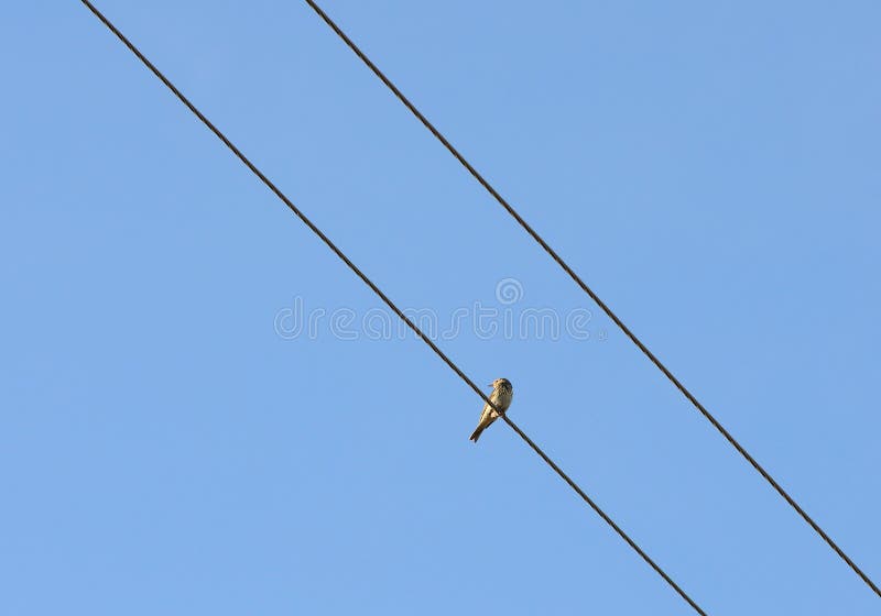 Bird stock photo. Image of wire, lead, telephone, conductor - 3229148