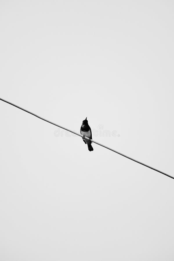 Bird on wire stock image. Image of clear, blackandwhite - 125684253