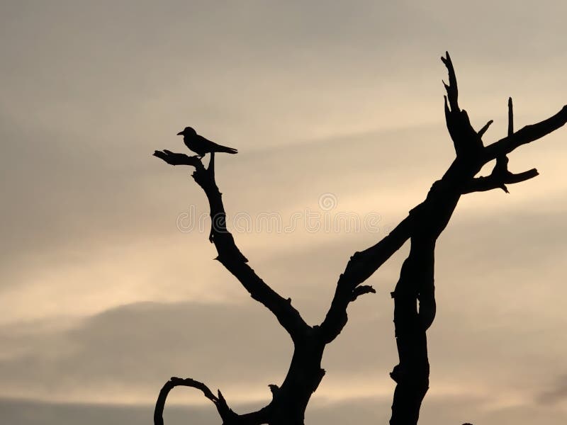 Crow on a withered tree stock image. Image of photograph - 156265625
