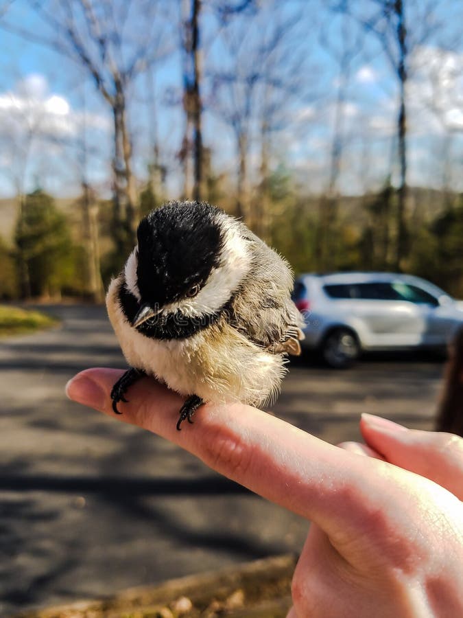Bird stock photo. Image of finger, perched, wildlife - 87596936