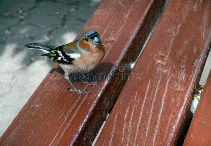 Bird on a Wood Bench Background Stock Image - Image of bird, summer ...