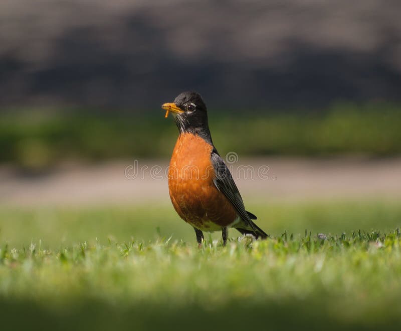Bird with Worm in Its Mouth Standing in the Grass Stock Image - Image ...