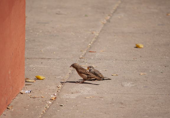 Bird Yelling at Another Bird Stock Image - Image of fauna, argue: 200363545