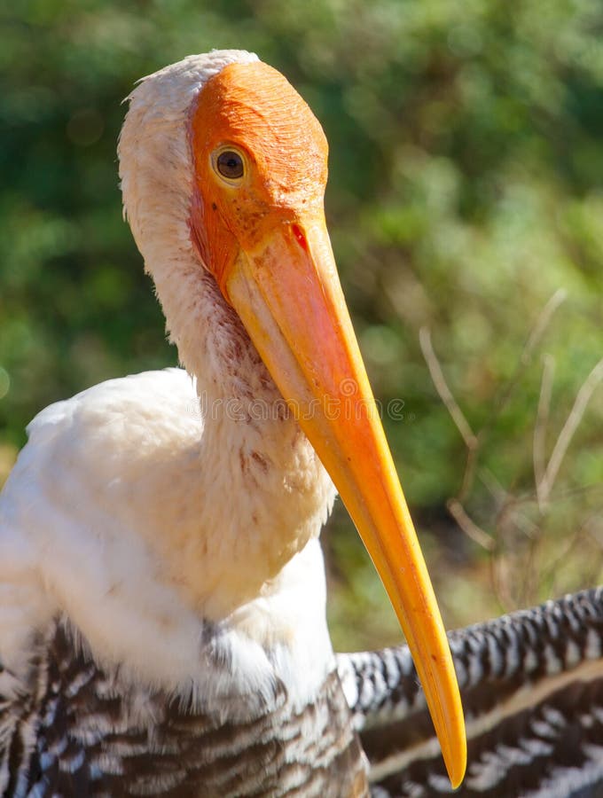 A Bird with a Yellow Beak and Orange Feathers Stock Image - Image of ...