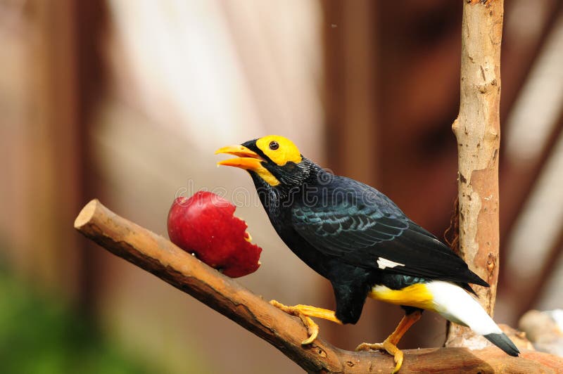 Bird --- Yellow-faced Mynah Stock Photo - Image of nature, bali: 12824418