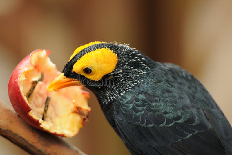 Bird --- Yellow-faced Mynah Stock Image - Image of nature, bird: 12824579