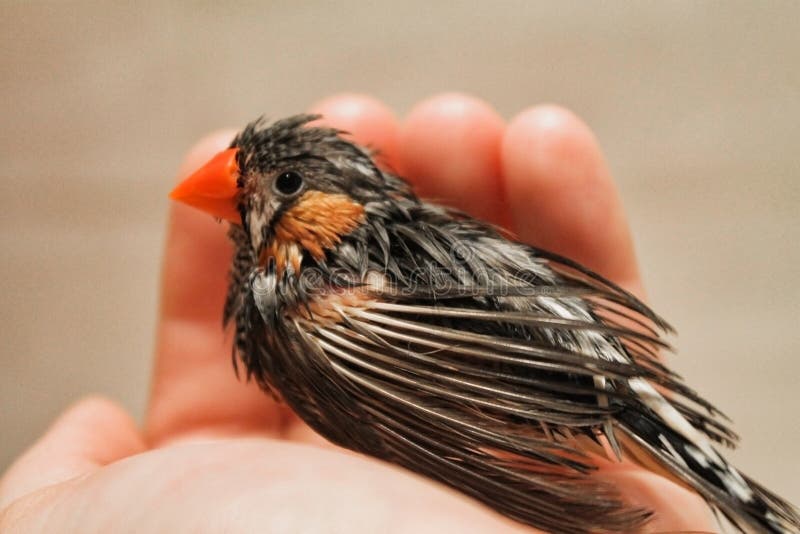 Bird zebra finch in hand stock photo. Image of livestock - 191390292