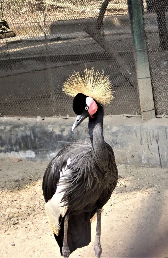 Bird at Zoo in Kolkata stock image. Image of kolkata - 167262827