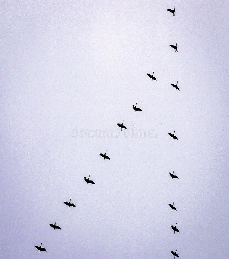 Birdes stock image. Image of forming, wild, birdes, triangle - 52848541