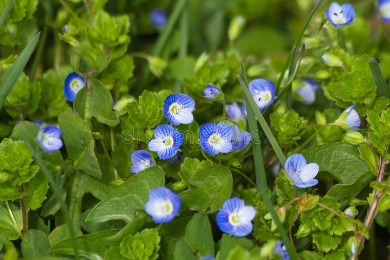 Birdeye Speedwell Flowers stock image. Image of veronica - 85629247