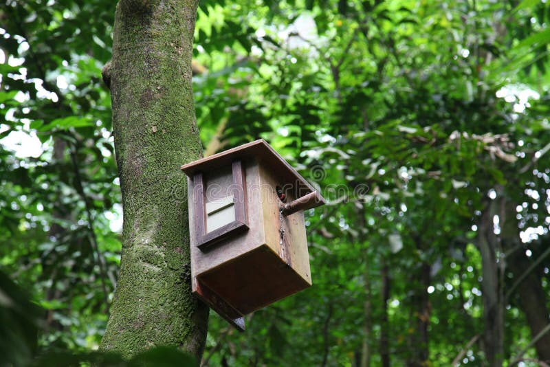 Birdhouse with bird inside stock image. Image of jungle - 10199999