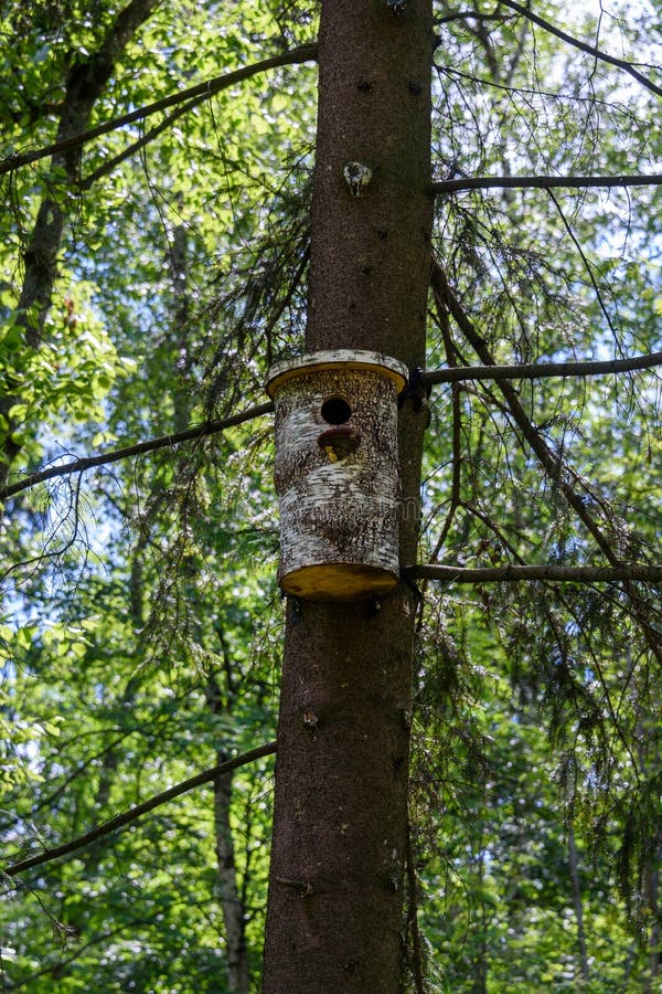 Birdhouse Made of Birch Trunk Mounted on a Tree Trunk. Stock Photo ...