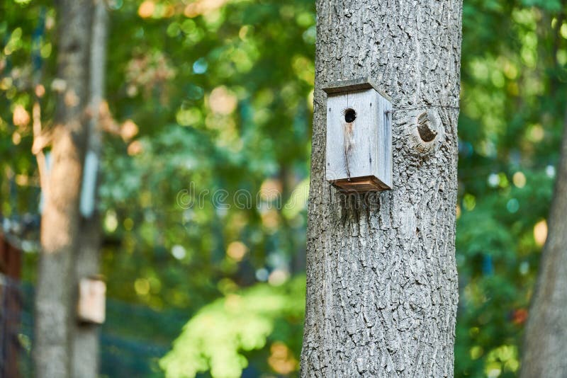 Birdhouse on maple tree stock image. Image of aviary - 193400255