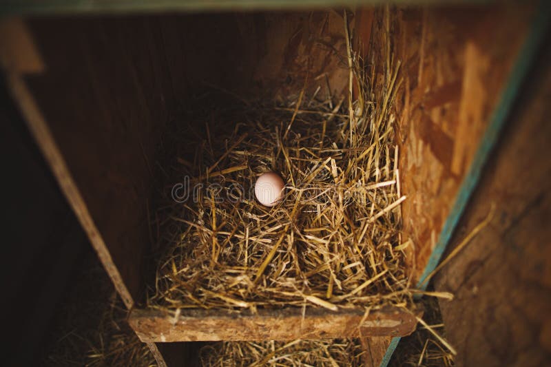 Birdhouse with Straw Inside, Containing a Single Egg Stock Photo ...