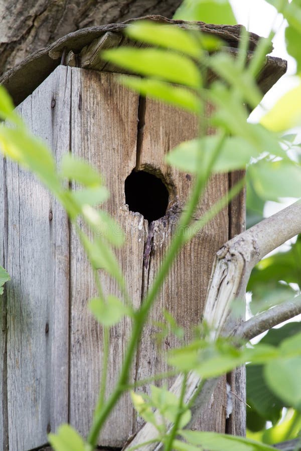 Birdhouse in a tree . stock image. Image of wooden, bird - 100522765