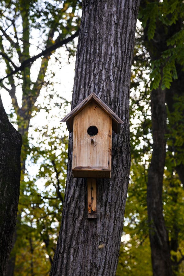 Birdhouse on a Tree in the Forest Stock Image - Image of wood, outdoor ...