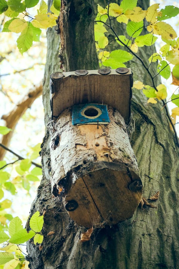Birdhouse on a tree stock image. Image of green, spring - 102284947