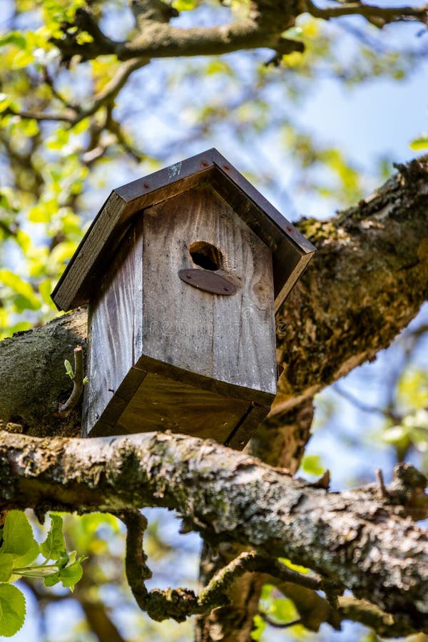 Birdhouse on Tree at Spring Stock Image - Image of branch, spring ...
