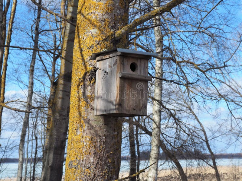 A birdhouse in a tree stock image. Image of branch, bird - 273344055