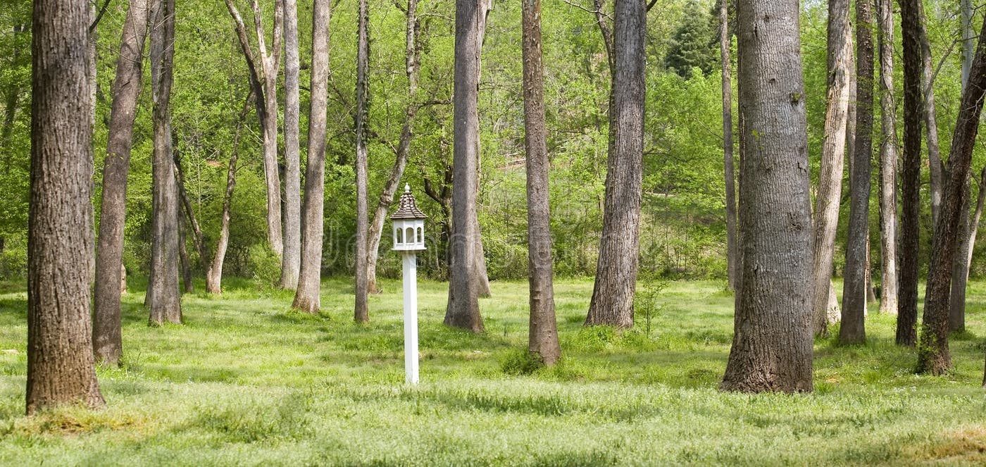 9,985 Yard Birds Webster Stock Photos - Free & Royalty-Free Stock ...