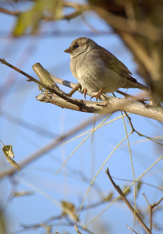 Birdie stock image. Image of calm, nature, bird, tree, branch - 598483